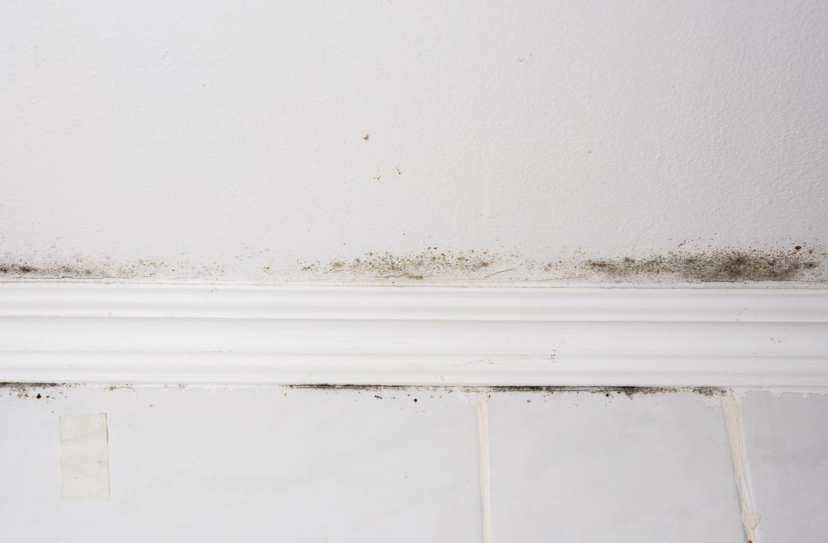 Kako odpraviti plesen v stanovanju: pomagate si lahko z domačimi pripravki