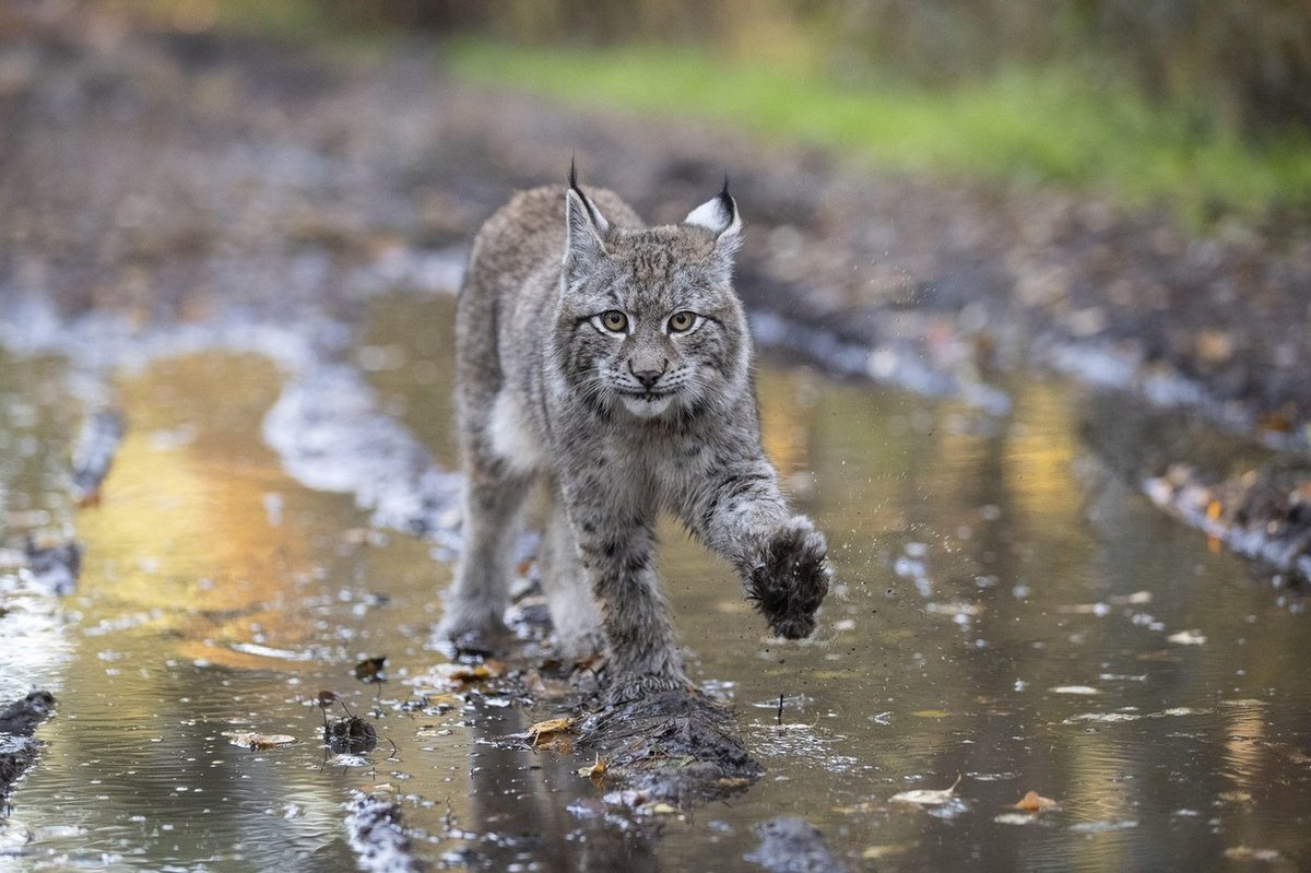 Svetovni dan izredno ogrožene vrste: pri nas trenutno le okoli 30 ...