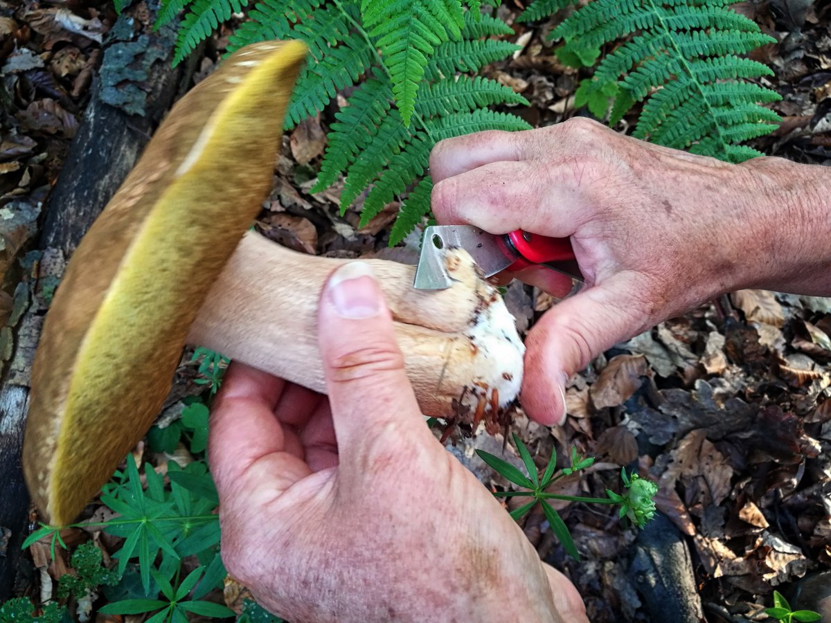 Hrvat izginil med nabiranjem gob, v Ilirski Bistrici so ga iskali vso noč