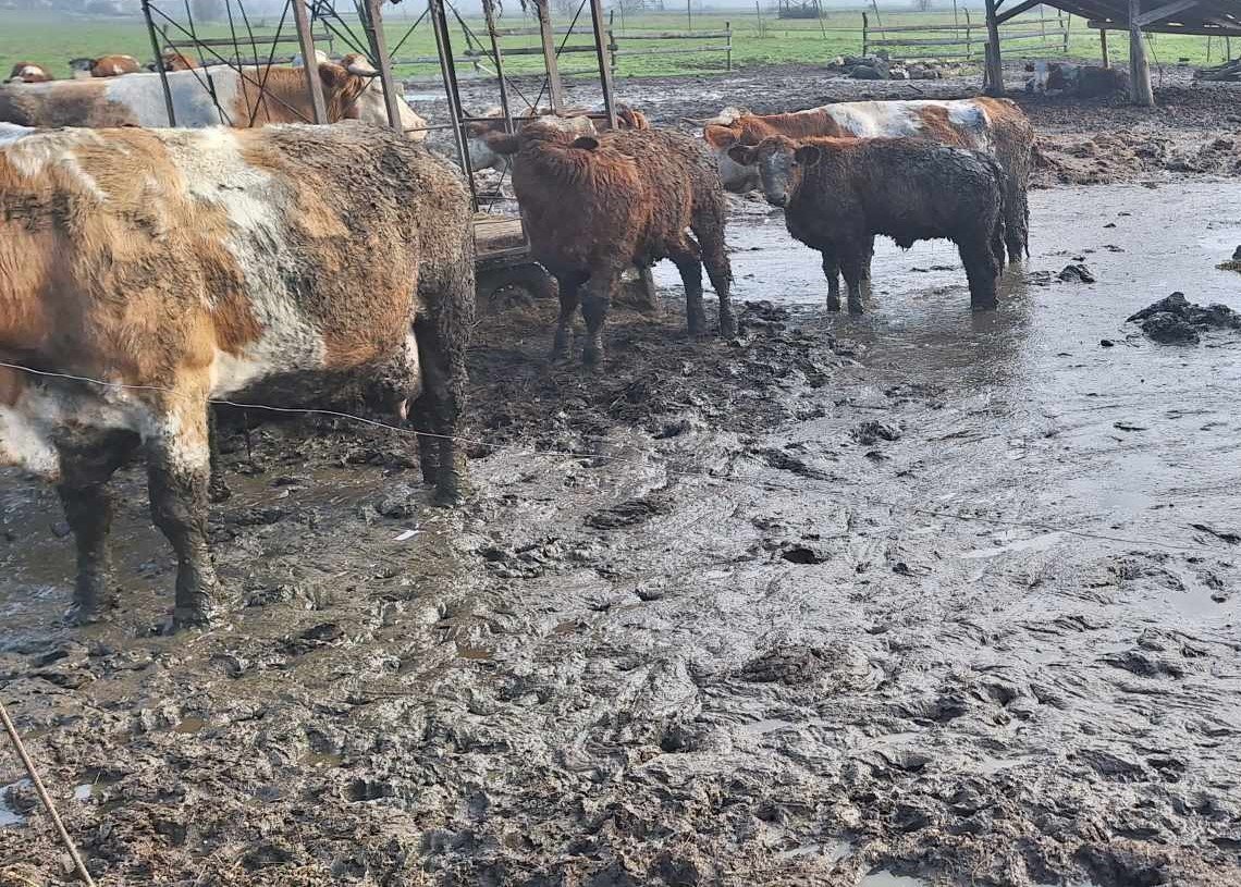 Uprava o odvzemu goveda: Postopek še ni zaključen