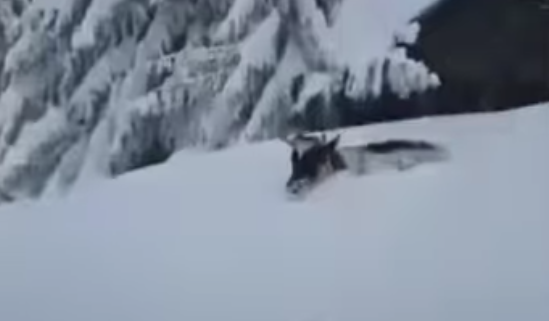 Neverjetni posnetek iz BiH: kaj počne krava v snegu ...