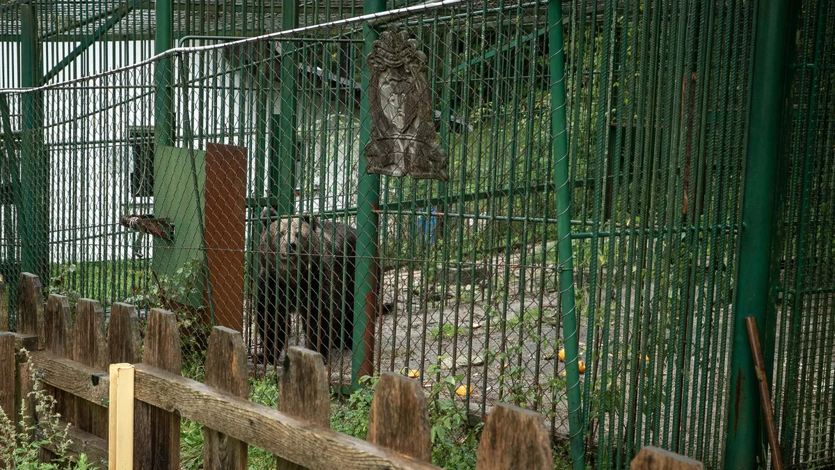 Medvedka Mici se seli v avstrijsko zavetišče, kjer že prebiva medved Felix