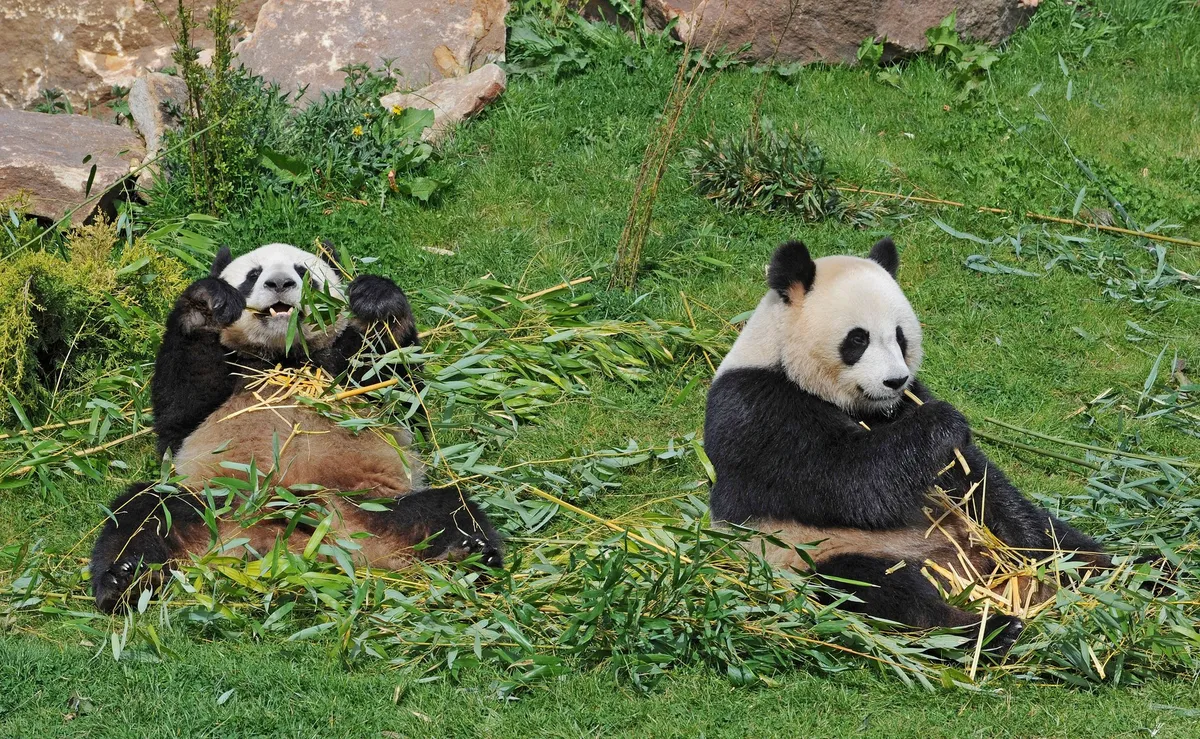 Konec panda diplomacije: "Žalostno je, da se nedolžne živali uporablja ...