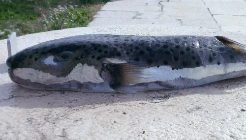 Katere so najbolj strupene ribe v našem morju: povzročijo lahko tudi ...