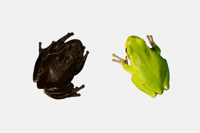 Evolucija in sevanje: Kako so žabe v bližini Černobila spremenile barvo