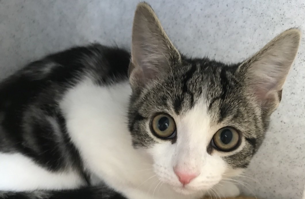 Mačji mladič, ki je presenetil veterinarje
