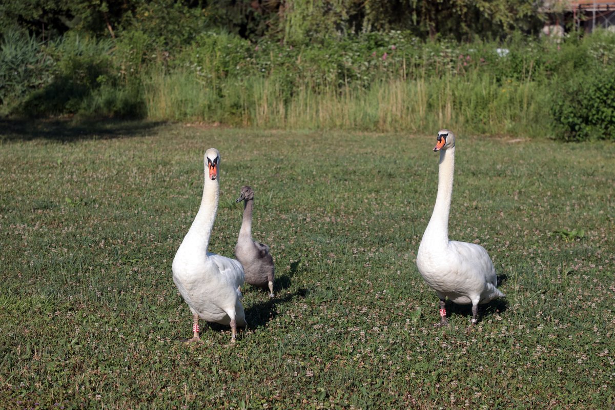 V piranski občini pri labodu odkrili nov primer ptičje gripe