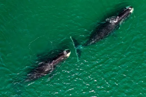 Sesalci, ki živijo v čredah, živijo dlje kot samotarji