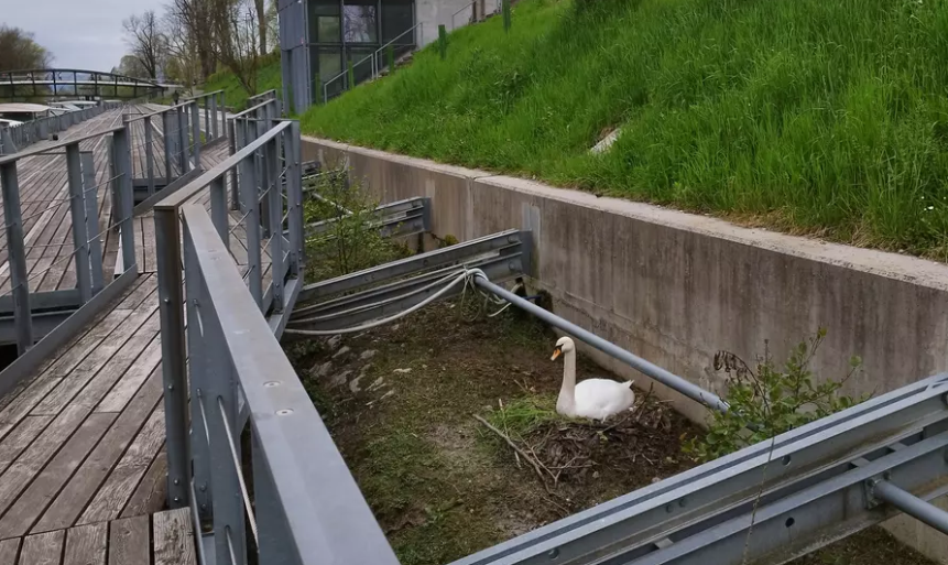 Ljubljanski labodi v veselem pričakovanju: naraščaj pričakujeta kar dva ...