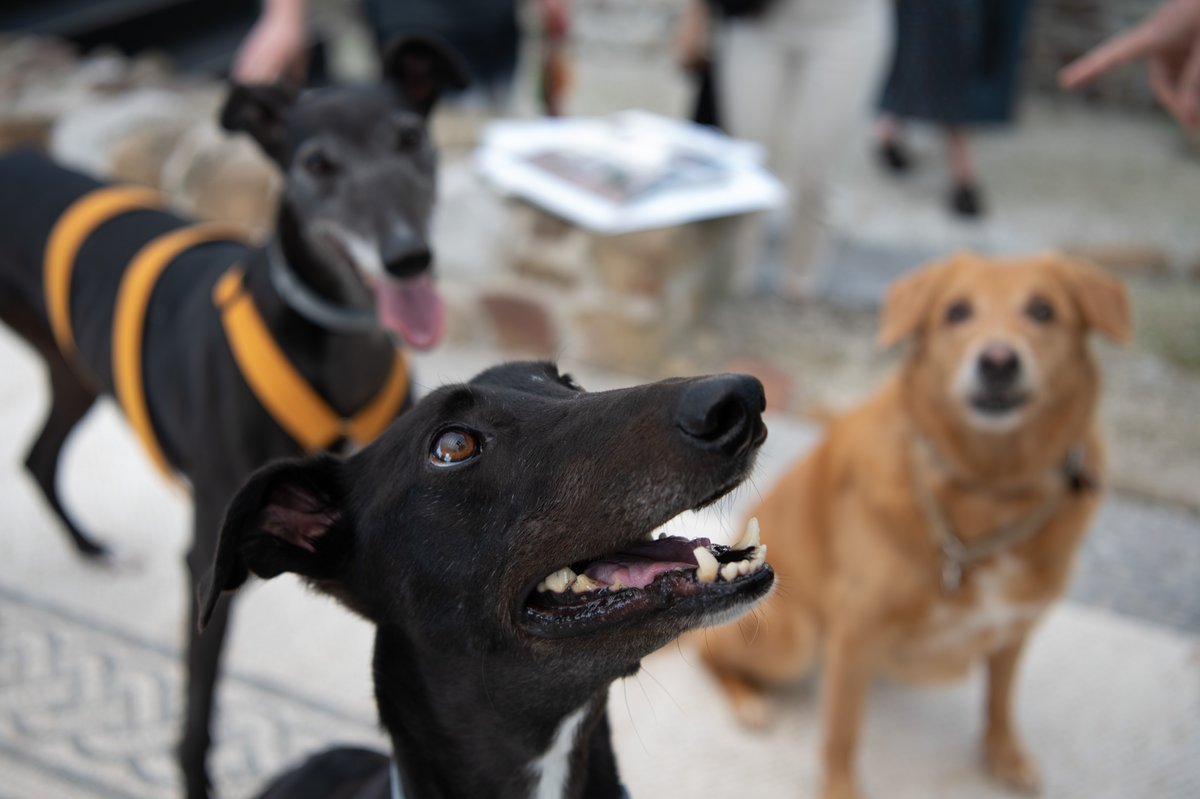 Cave canem! S psom na poseben ogled antične Emone (VIDEO)