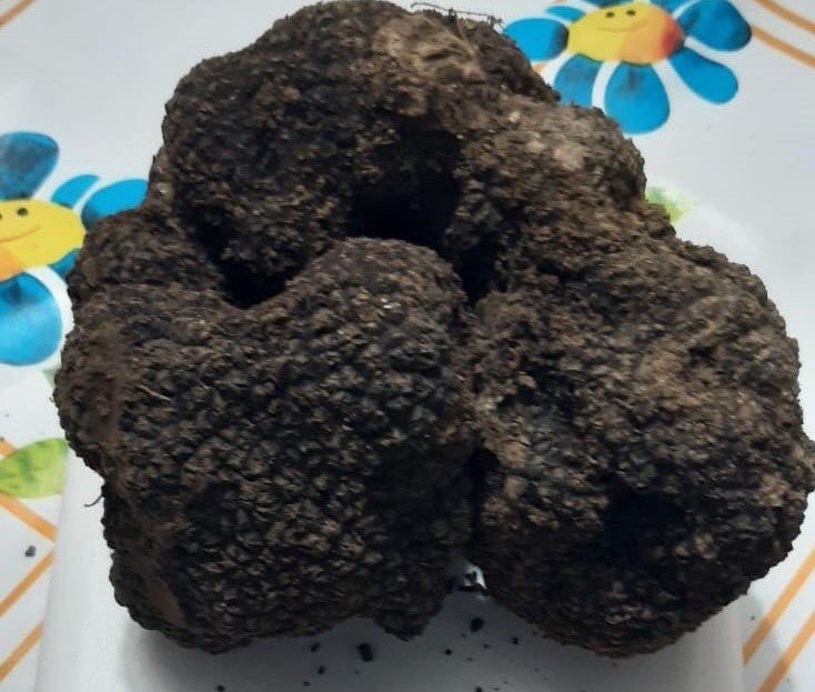 Italijanski lovec na tartufe našel skoraj dva kilograma težak tartuf