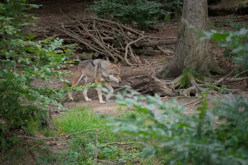 Sindikat kmetov o nevarnosti zveri: "Noben ne redi živali za hrano ...