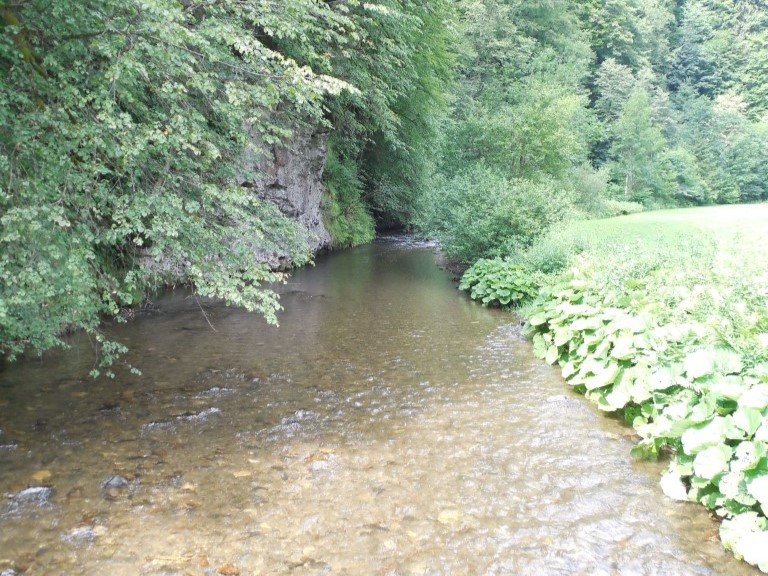 Pogin rib v koroški Bistrici: "Ob čiščenju jezu ves mulj spuščajo po ...