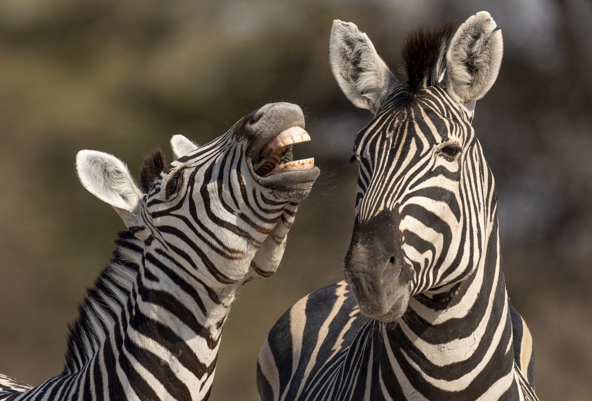 V črno-belem vzorcu zeber se skriva veliko več, kot je videti na prvi ...