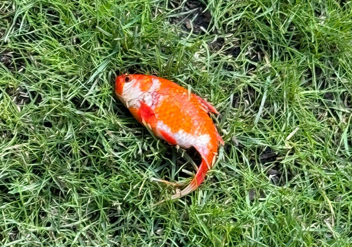 Skrivnost zlate ribice: zdravnik jo je našel na vrtu, daleč od vode
