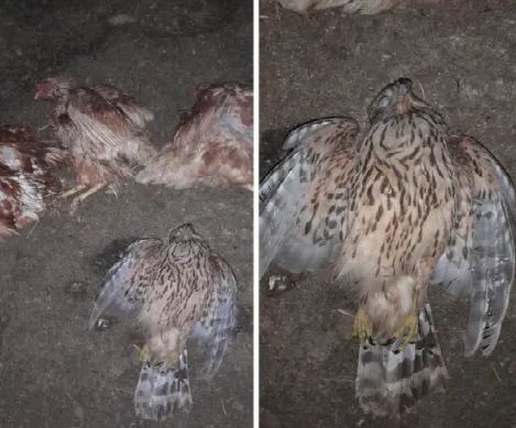 Z zračno puško ustrelil zaščitenega kragulja in se pohvalil na ...