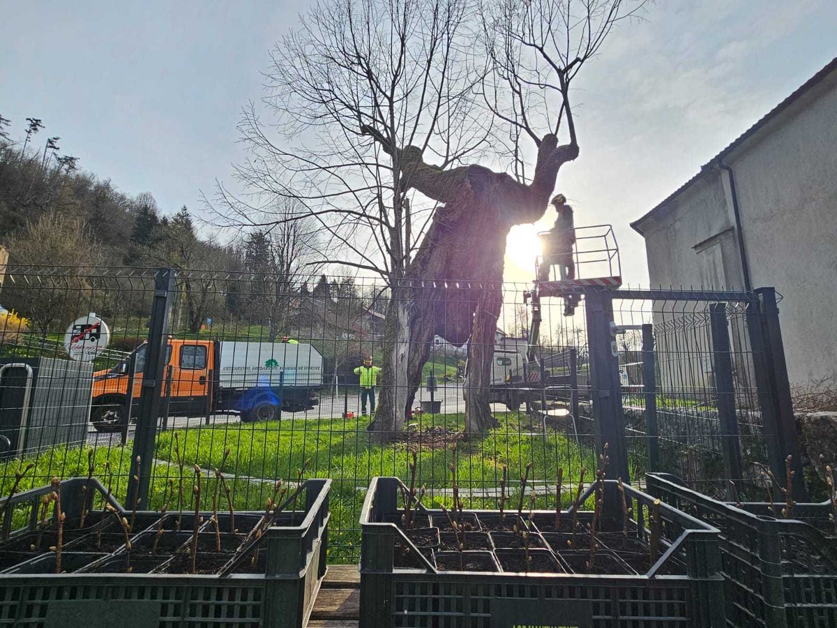 Rešiti želijo lipo, pod katero po legendi počiva vitez Erazem Predjamski