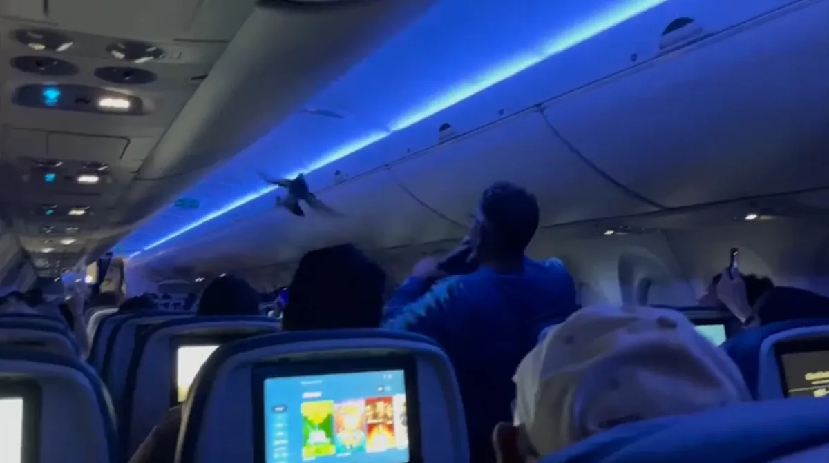Divja ‘potnika’ na letalu povzročila kaos: "O moj bog, to je noro"(VIDEO)