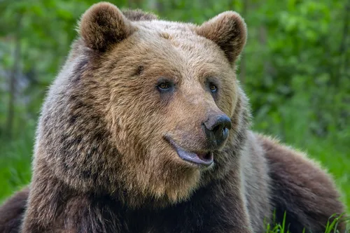 Francoskemu lovcu, ki naj bi ubil potomko slovenskih medvedov, pogojna ...