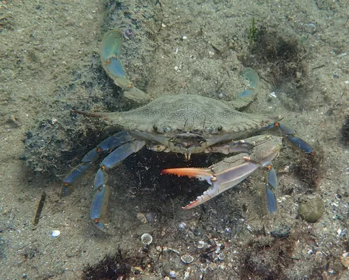 Tujerodne vrste pri nas: spet se bomo kopali z rebračami, poznate modro ...