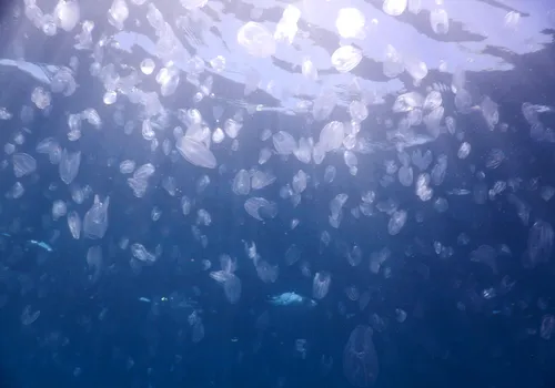 Tujerodne vrste pri nas: spet se bomo kopali z rebračami, poznate modro ...