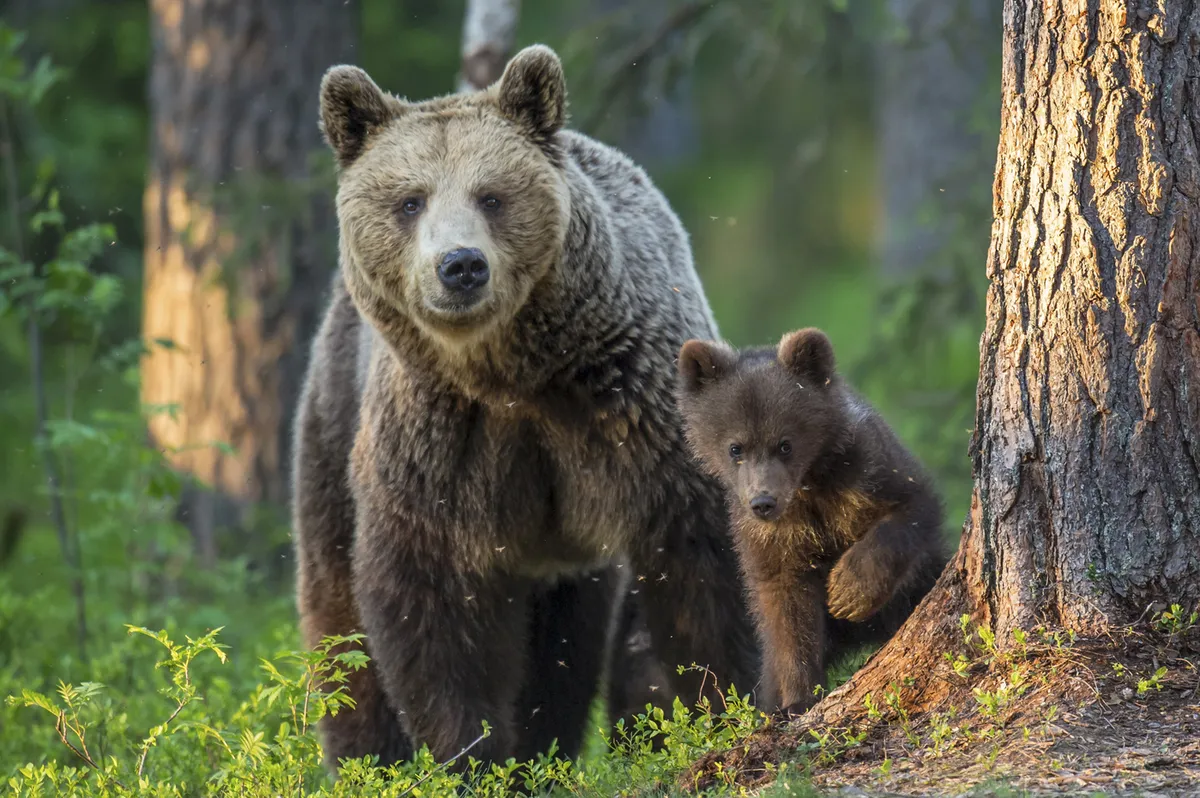 Občina o napadu medveda na človeka, ministrstvo zgolj o srečanju