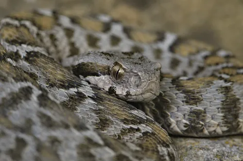 Prostor v hiši, kjer se kače najraje zadržujejo