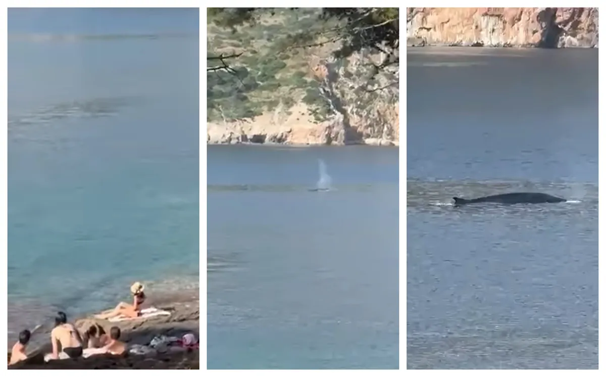 Jadran obiskala ena največjih živali na svetu. Bo prišla tudi do nas?