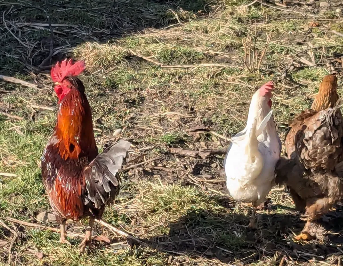Sodišče v Franciji petelina oprostilo obtožb, da preglasno kikirika, a prepozno