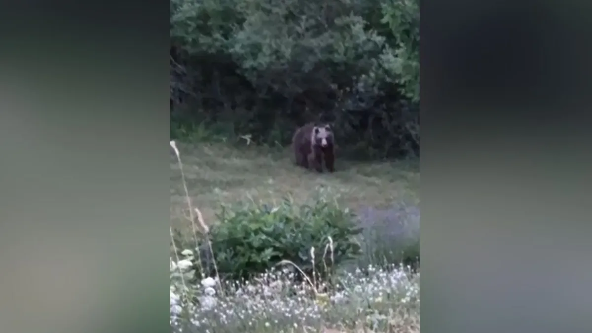 Medvedka se je na Rakitni približala hiši: "Občutek nedvomno ni ...