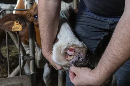 Prihajajo bolezni, ki jih do zdaj pri nas ni bilo