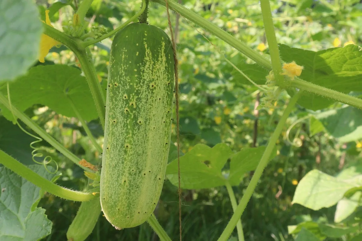 Kumare bodo bolje obrodile ob dobrih sosedih. Kateri so to?