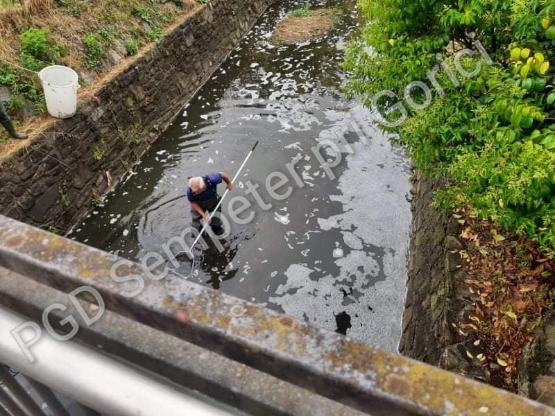 Zaradi detergenta za pranje perila množičen pogin rib