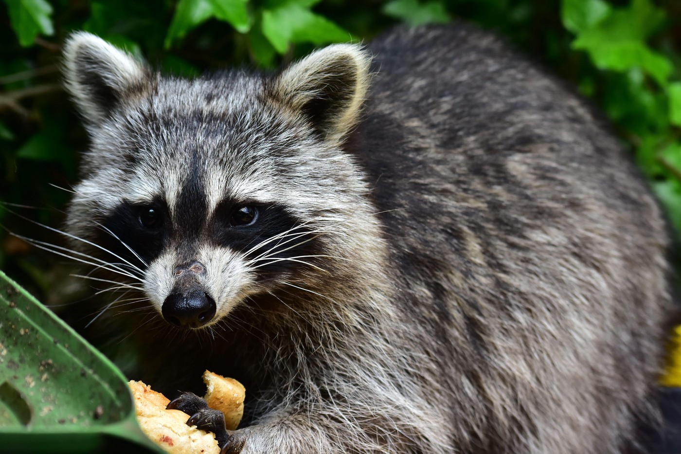 Po Evropi se hitro širijo invazivni rakuni. Jih imamo tudi že v Sloveniji?