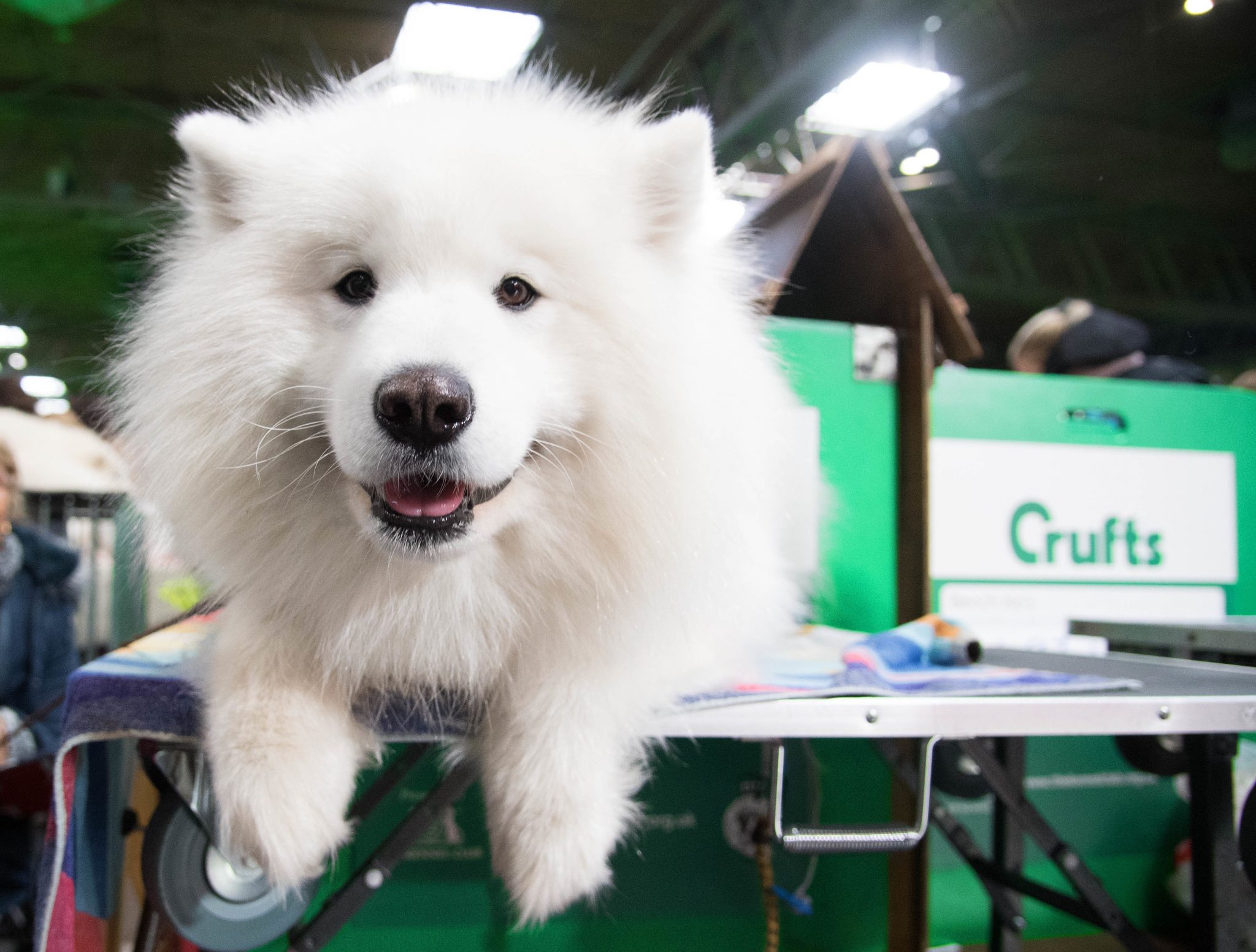Katere so najdražje pasme psov na svetu? - N1