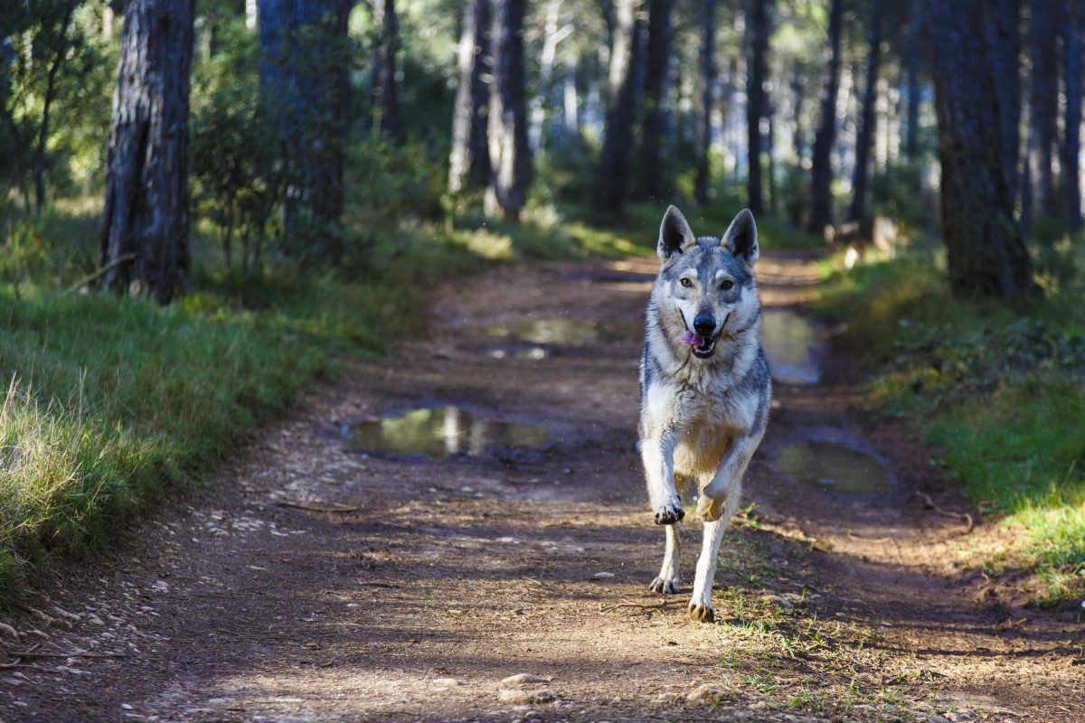 Katere so najdražje pasme psov na svetu? - N1