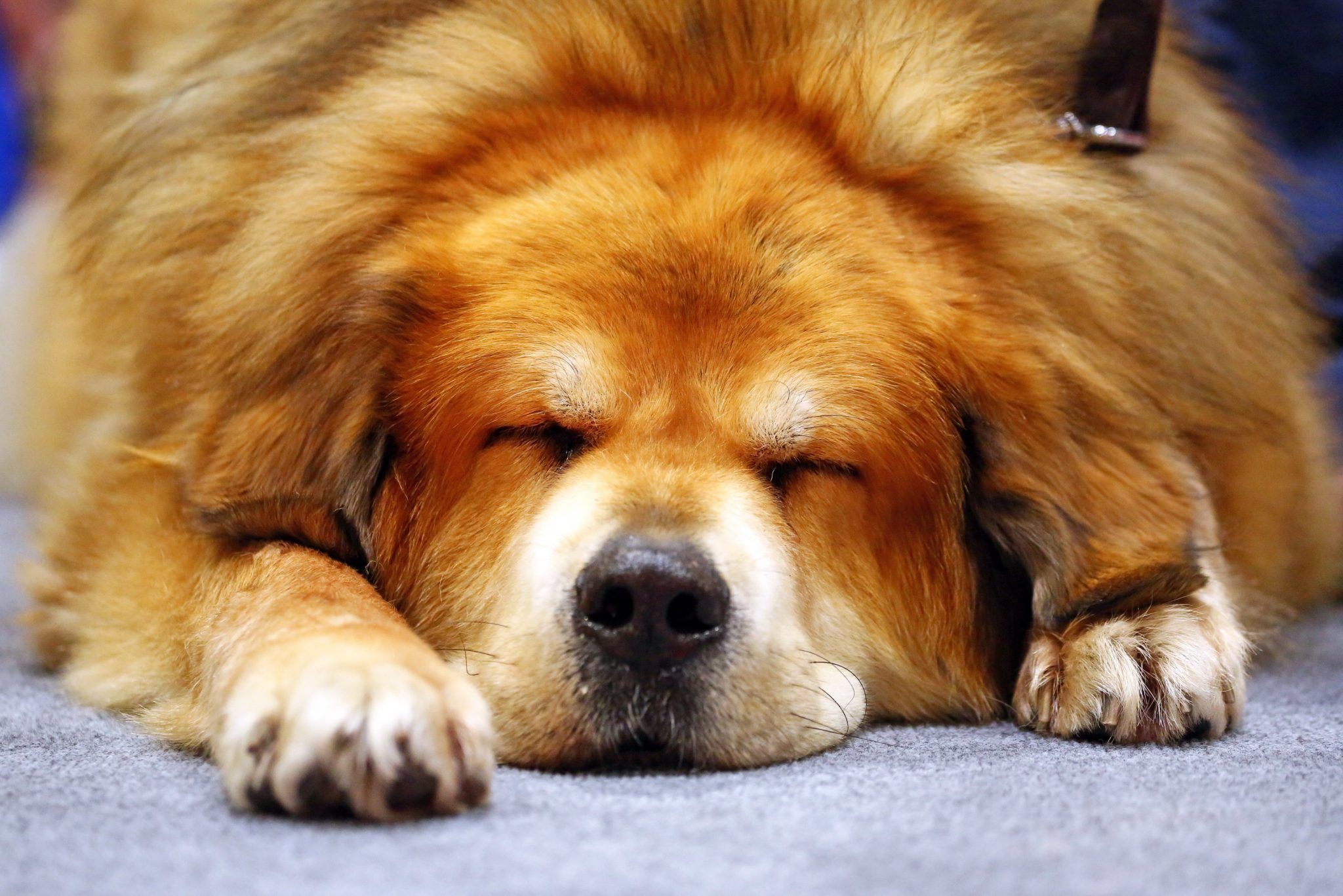 Katere so najdražje pasme psov na svetu? - N1