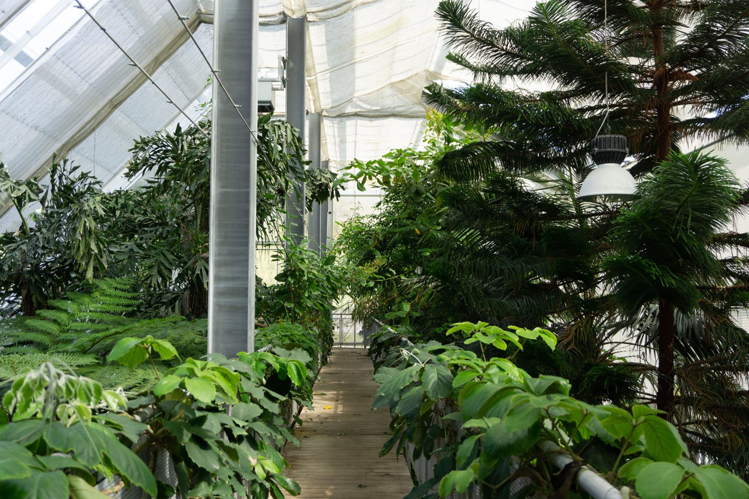 Zbirka ljubljanskega botaničnega vrta bogatejša za nove tropske ...