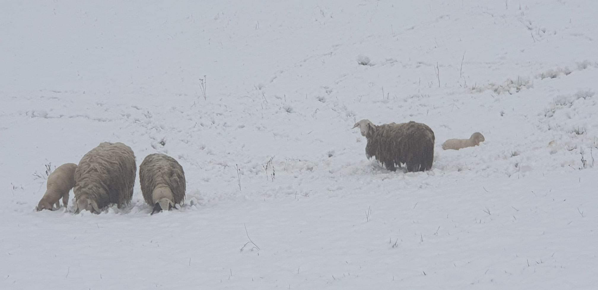 Ali ovce v vasi pod Krvavcem res zebe in so zanemarjene? - N1