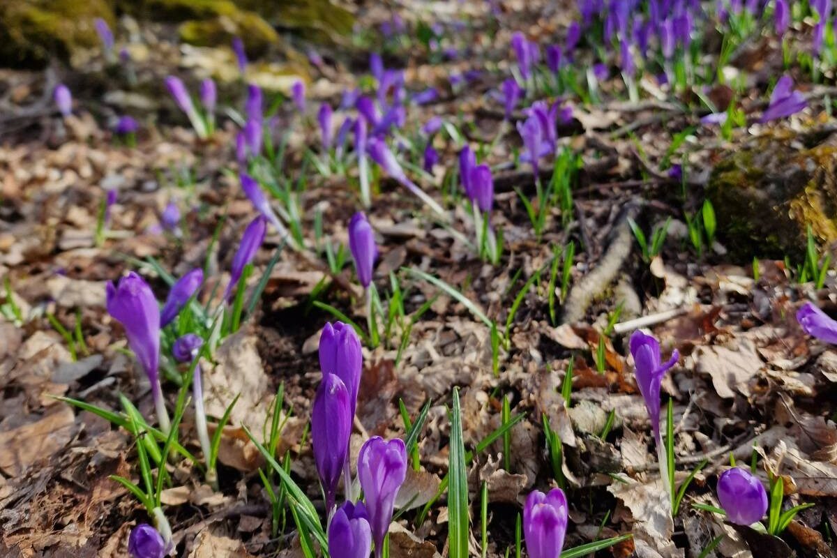 Pomladansko sonce in obarvana narava (FOTO) - N1