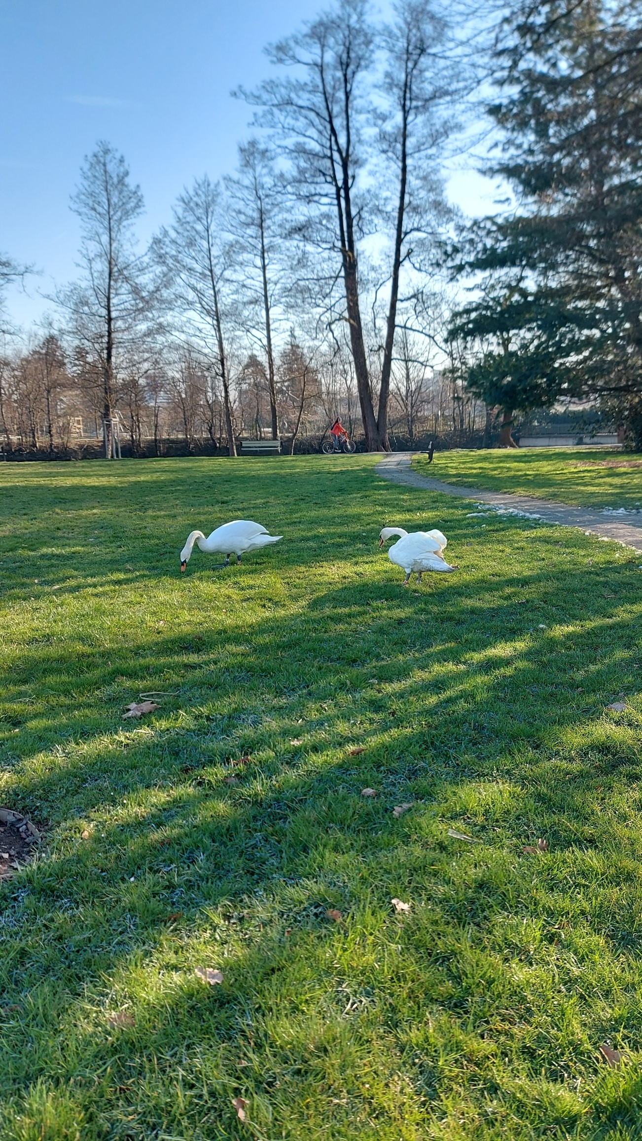 Samico laboda po novembrskem ugrizu vrnili v Tivolski ribnik (FOTO) - N1