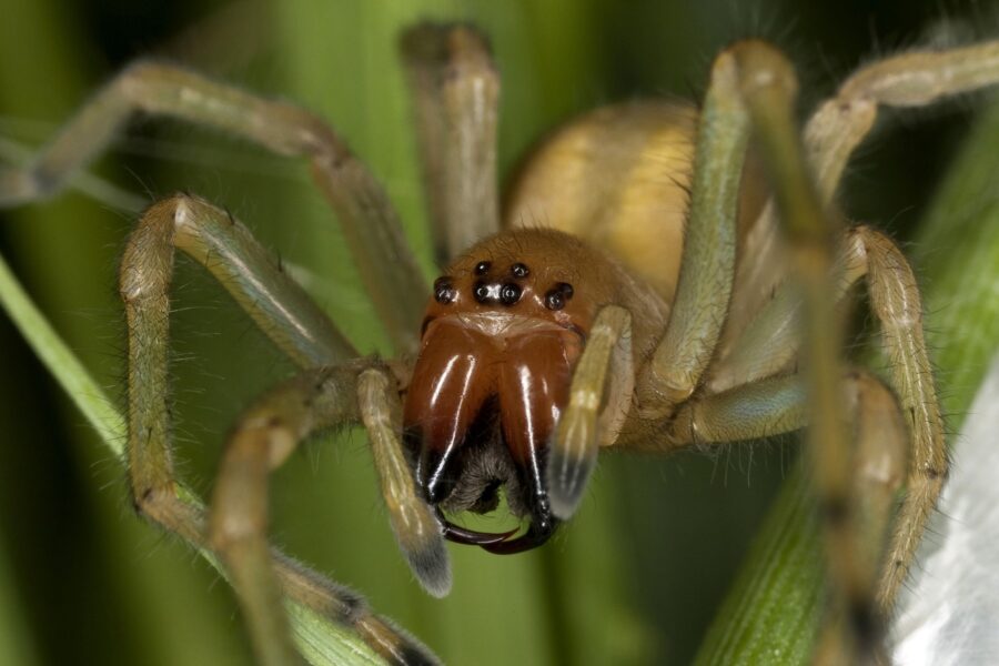 Kateri strupeni pajki živijo pri nas in kako ob ugrizu ukrepati? - N1