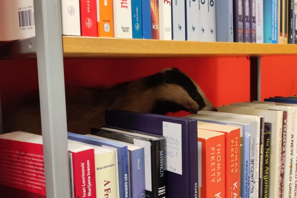 Jazbec zašel v univerzitetno knjižnico in razmetal police - N1