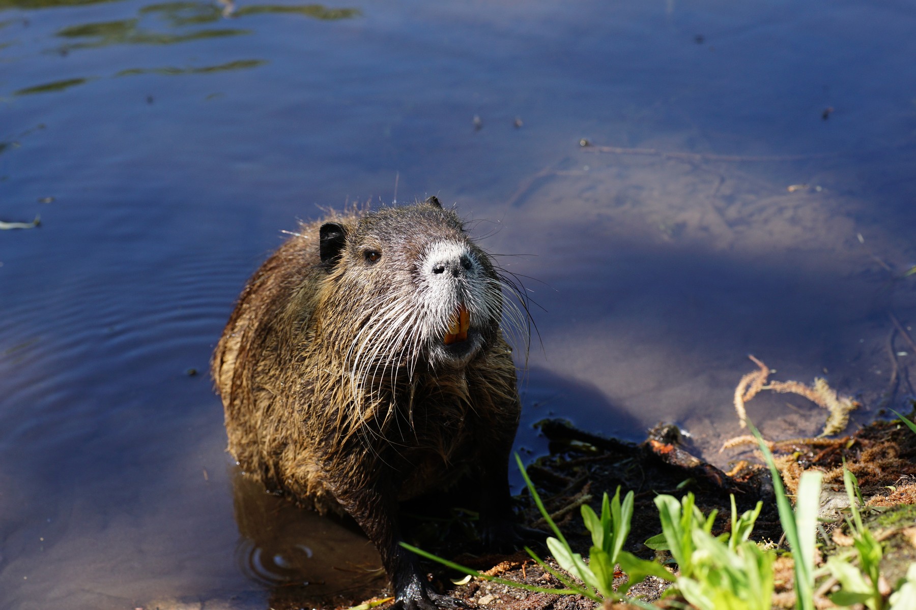 Kaj nutrije počnejo v Sloveniji? - N1