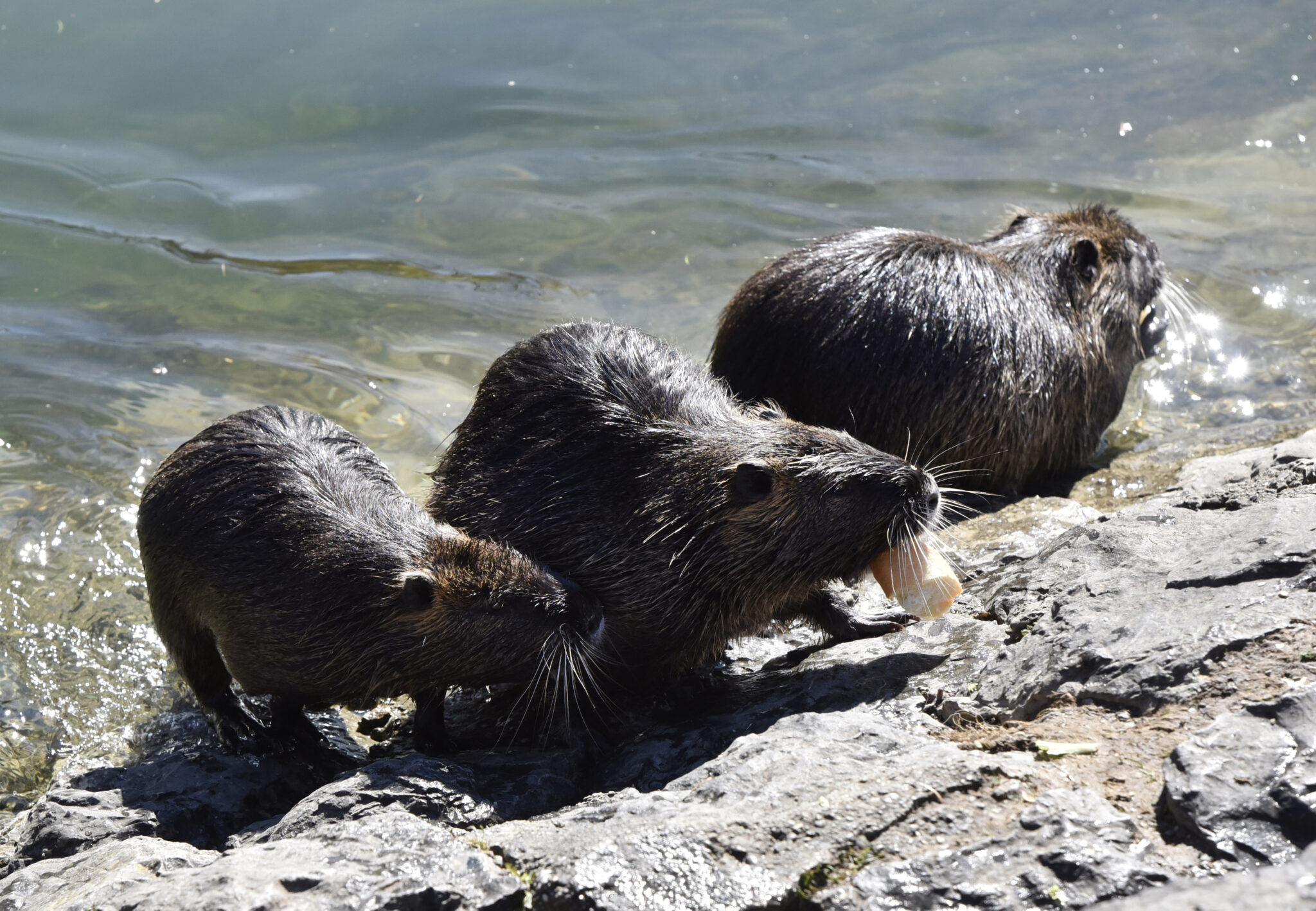 Odlov nutrij se zamika: kje jih bodo lovili najprej? - N1