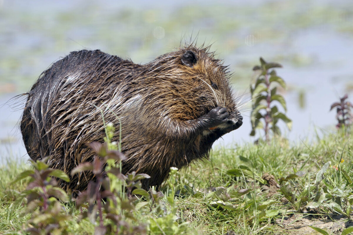 Strokovnjakinja o nutrijah: Nobena tujerodna vrsta ne more postati ...