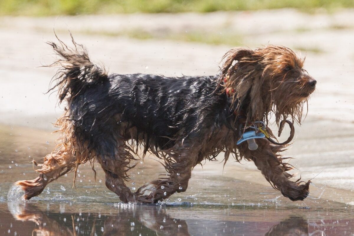 "Opečene tačke so še najmanjši problem, vaš pes lahko zaradi vročine ...