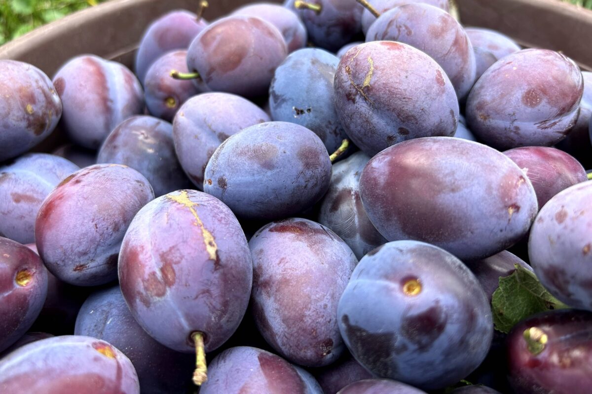 Sadež, ki bi ga morali jesti pogosteje. Za kaj vse je koristen? - N1