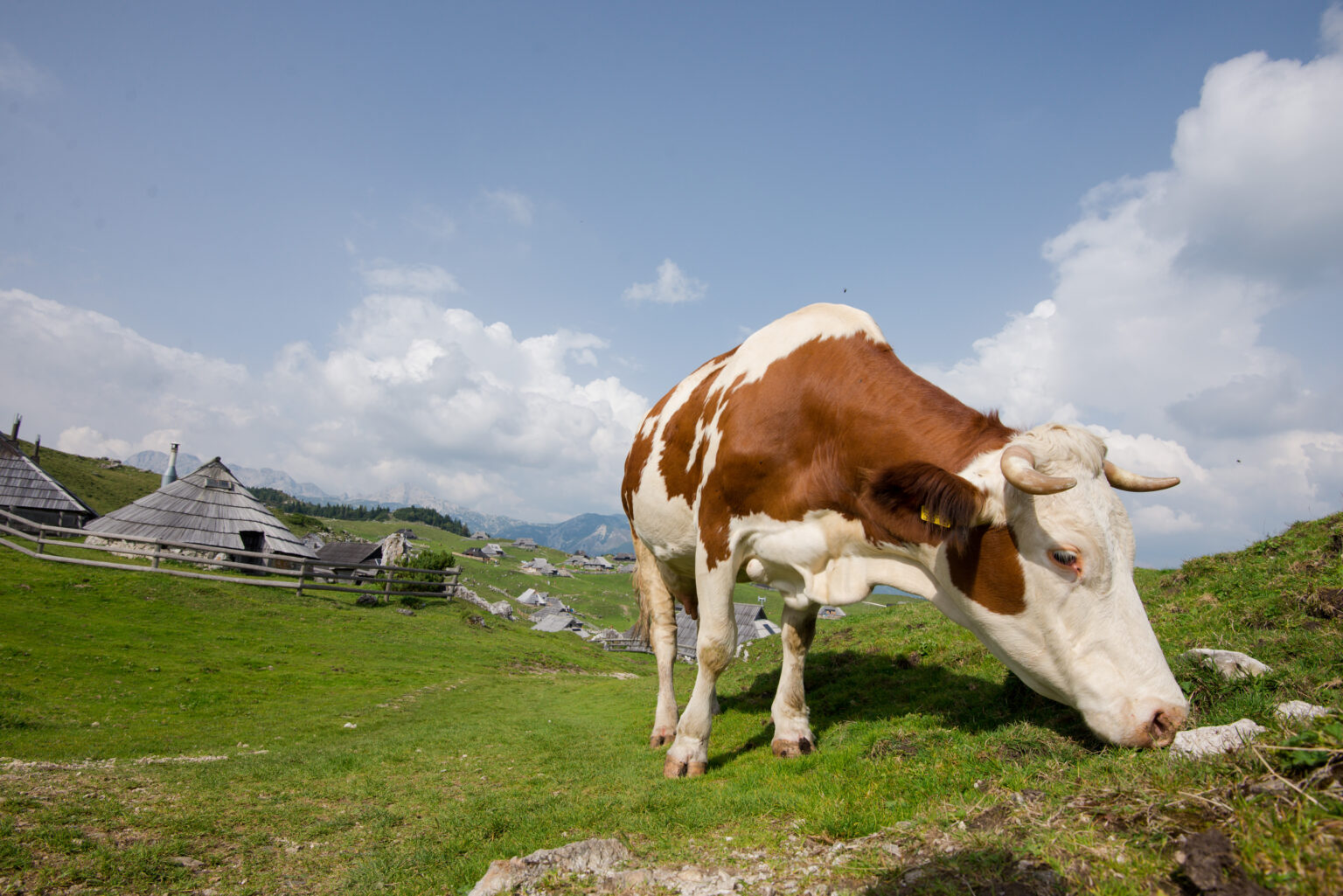 Krava na Veliki planini odrinila turistki, obe lažje poškodovani - N1