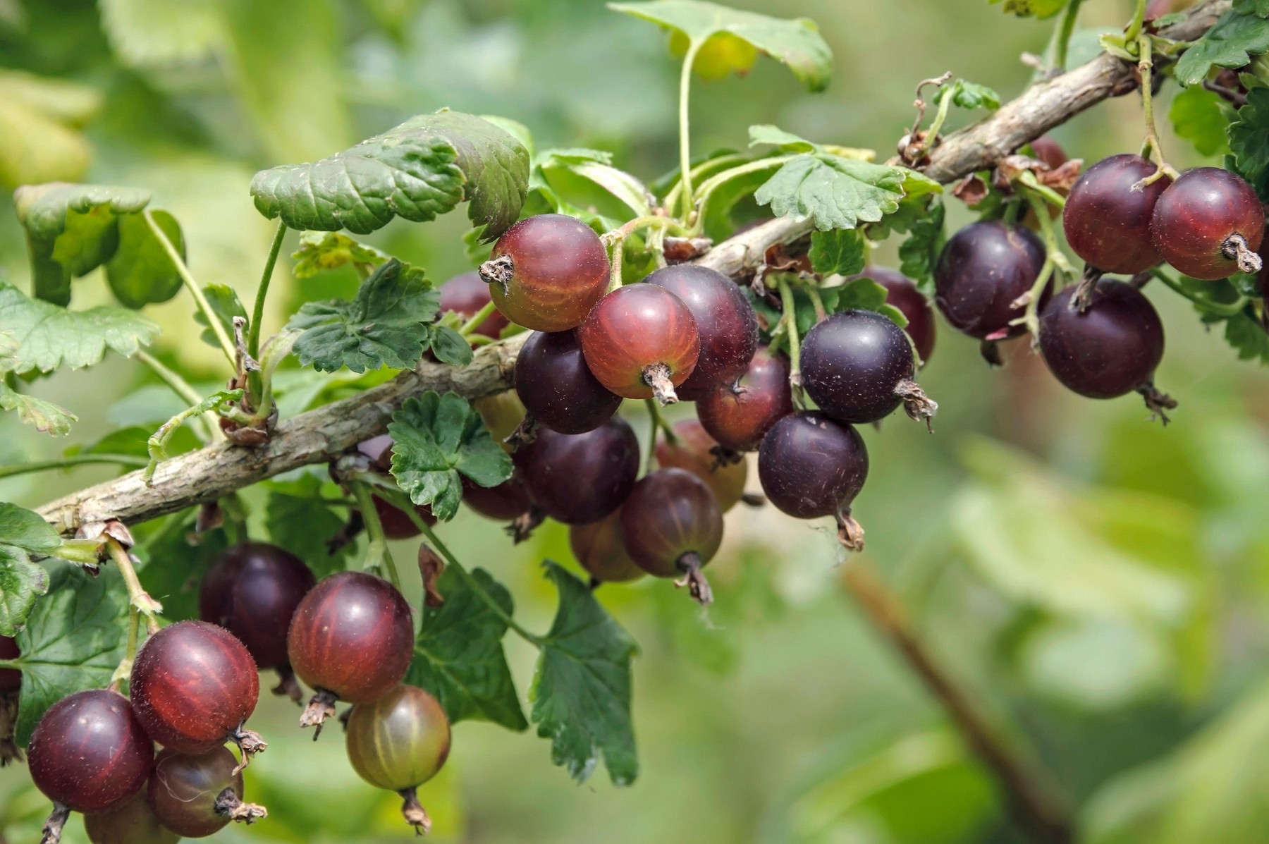 Kaj je josta in kako lahko konča na vaših krožnikih - N1